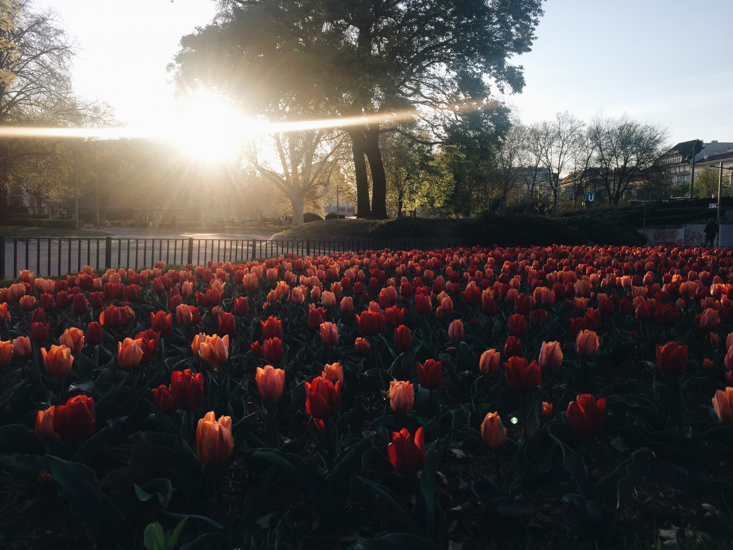 The Lens:Texture in two dimensions - Calgary Journal