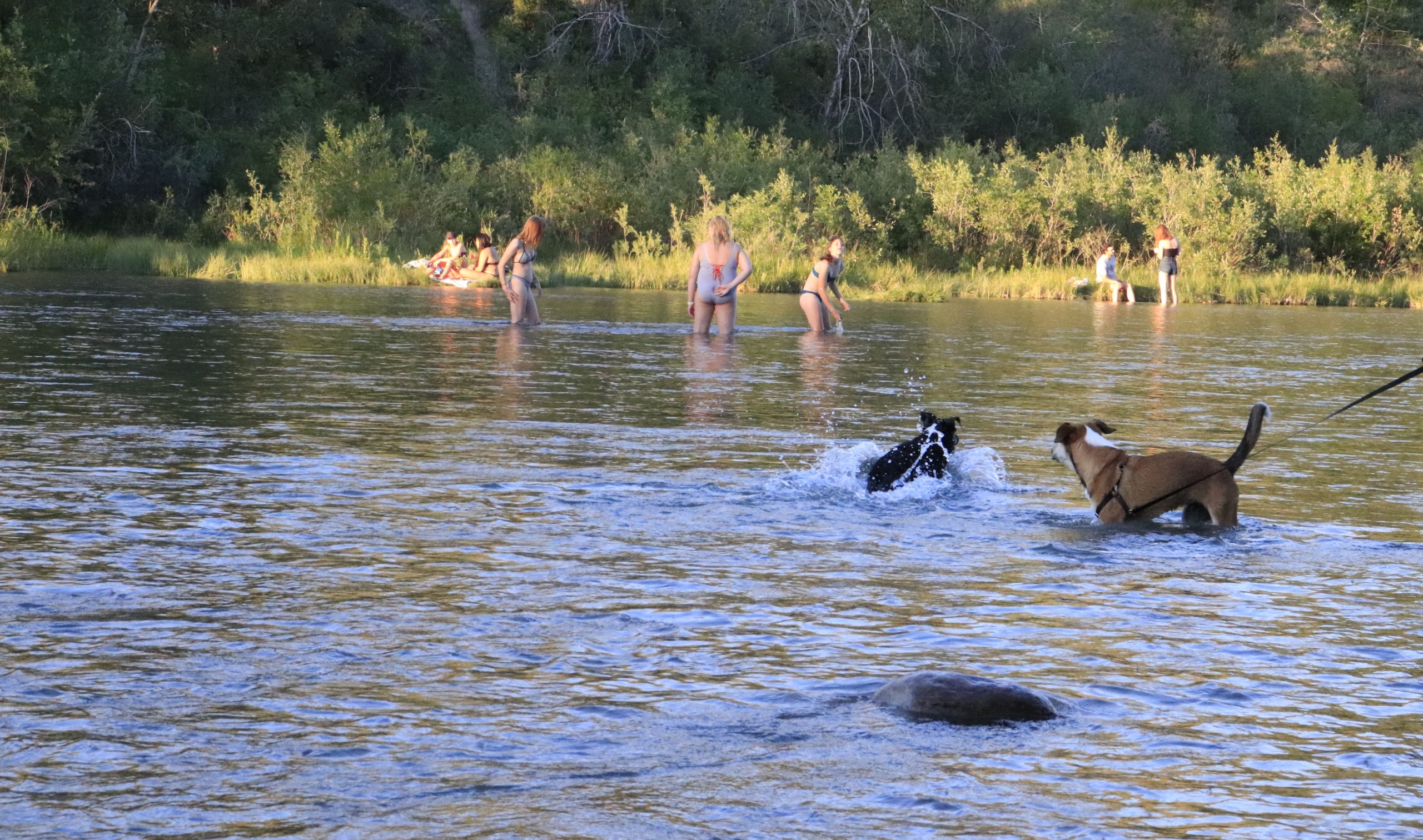 Dogs of summer - Calgary Journal