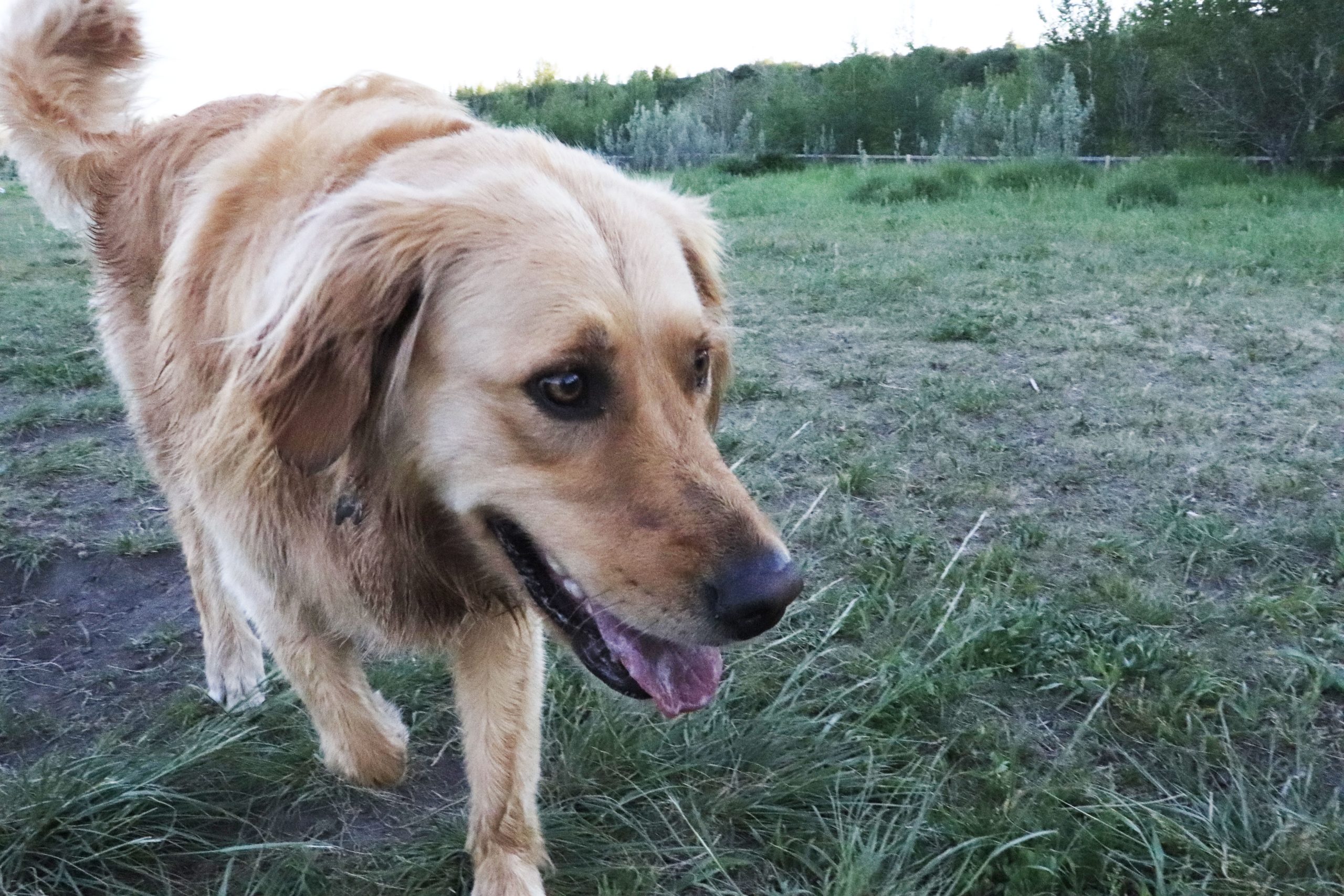 Dogs of summer - Calgary Journal